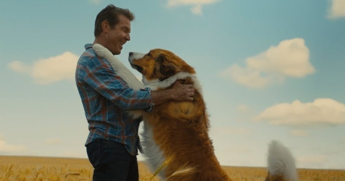 A Dog's Journey | Movies & Arthouse Films | Zeffirellis